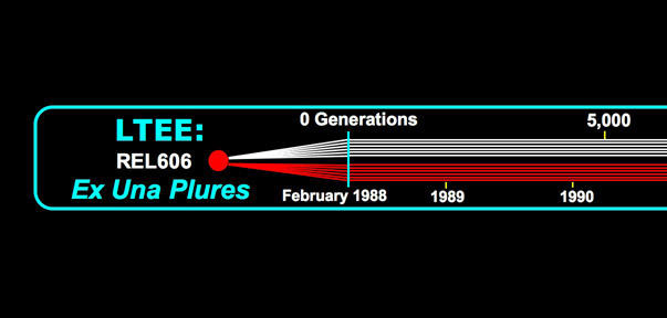 History – The Long-Term Evolution Experiment