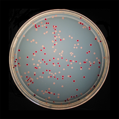 The Long-Term Evolution Experiment – Observing bacterial evolution in ...