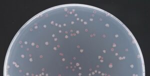 News – The Long-Term Evolution Experiment