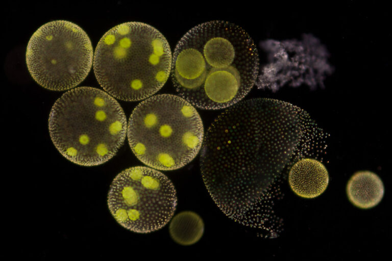 LTEE on Big Picture Science – The Long-Term Evolution Experiment