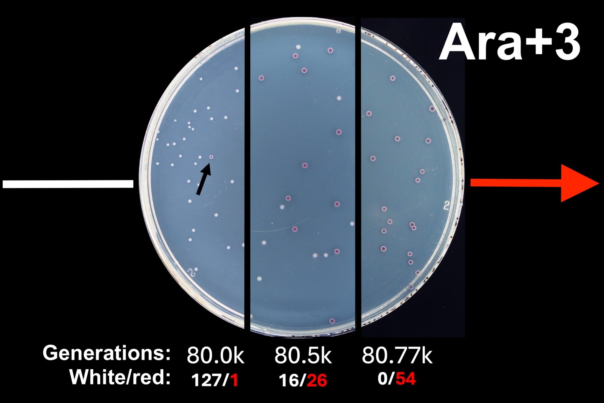 News – The Long-Term Evolution Experiment